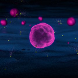 Particle Systems IV Animation